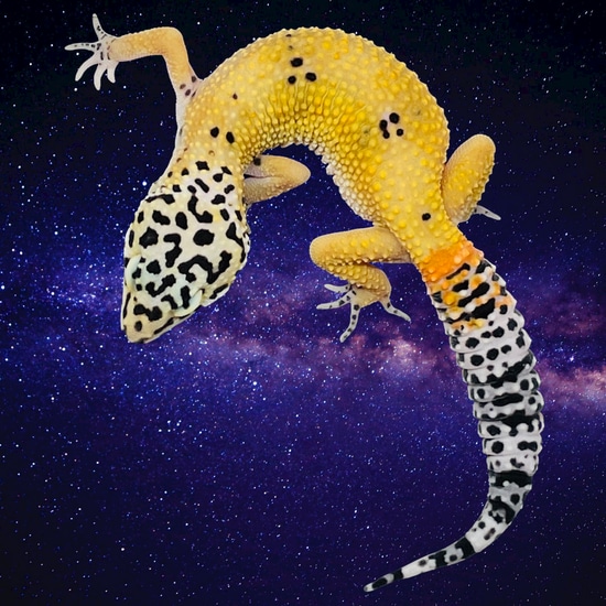 High Yellow Regular - TSF Leopard Gecko by Moonbeam Geckos