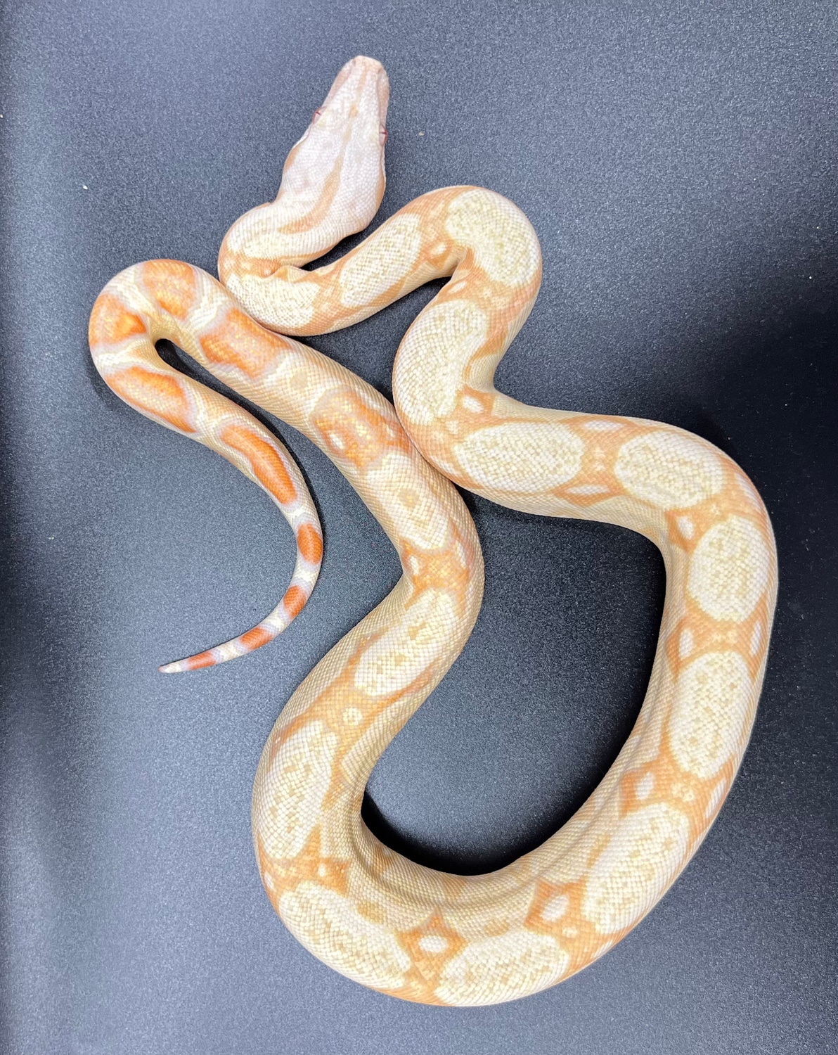 Kahl Albino Boa Constrictor by Moonbeam Geckos - MorphMarket