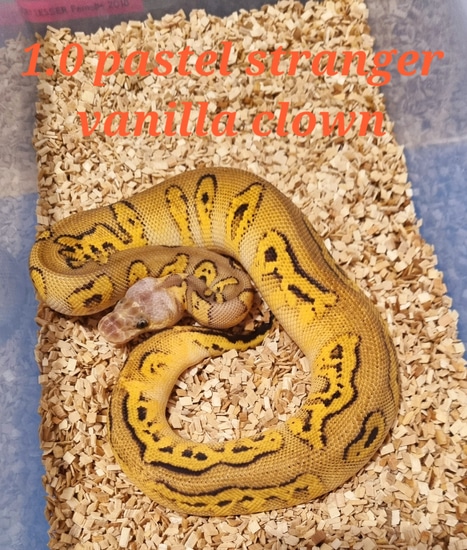 Stranger Pastel Vanilla Clown Ball Python by Jungle Morphs