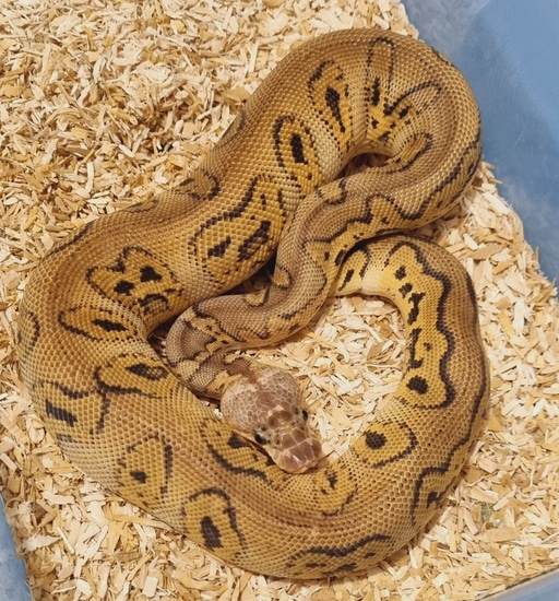 Stranger Pastel Clown Ball Python by Jungle Morphs