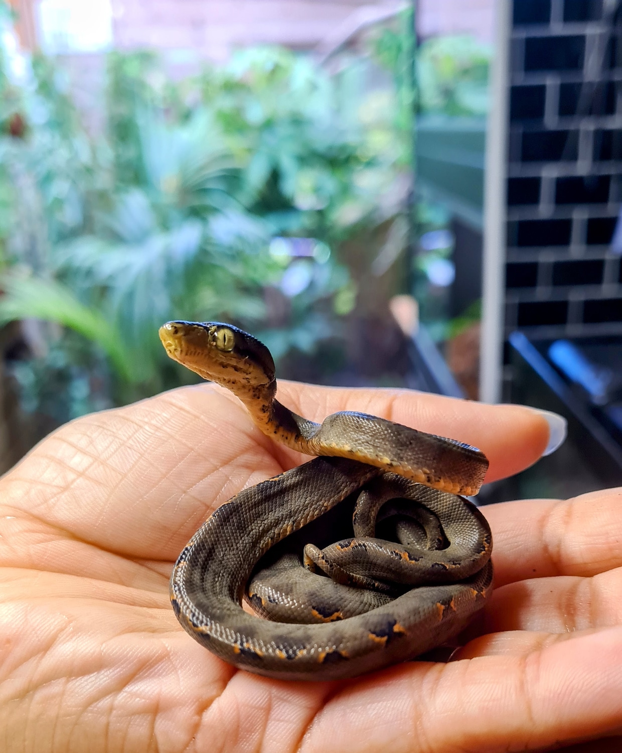 Garden Tri Colour Amazon Tree Boa by Jungle Room Reptiles - MorphMarket