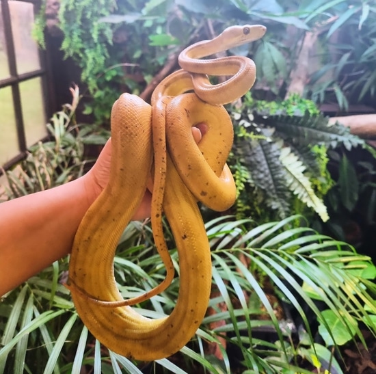 Yellow Amazon Tree Boa by Jungle Room Reptiles