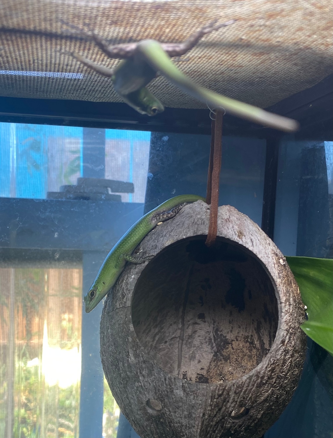 2 Baby Emerald Tree Skinks Other Skink by Jungle Val Exotics - MorphMarket