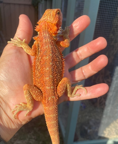 Red Orange Translucent Hypo Central Bearded Dragon by Jungle Val Exotics