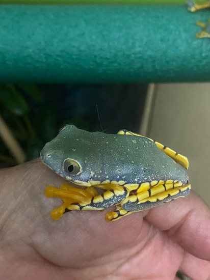 Cruziohyla Sylviae, Sylvia’s Leaf Frog Other Tree Frog by Jungle Val Exotics