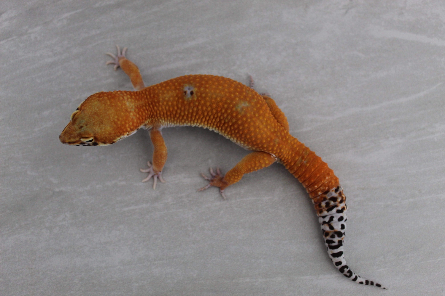 Purple Head Line Leopard Gecko by Juniors Geckos - MorphMarket