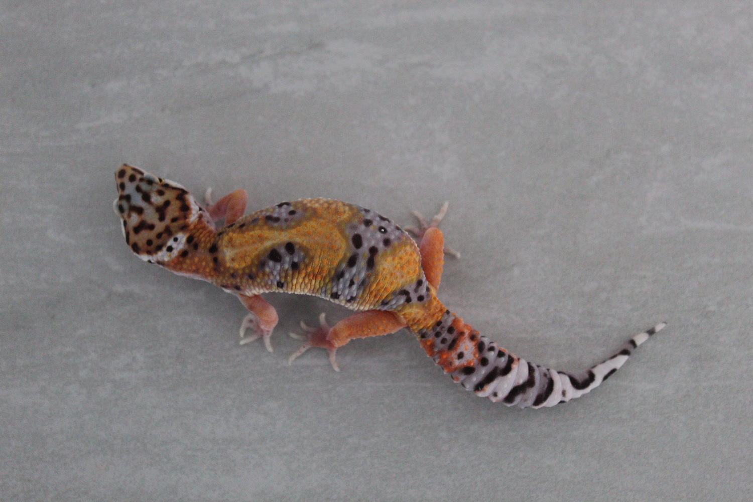 Purple Head Leopard Gecko by Juniors Geckos - MorphMarket