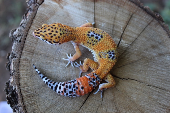 Purple Head Leopard Gecko by Juniors Geckos