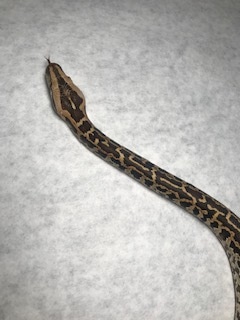 2022 Normal Burmese Python by Jurassic Elements