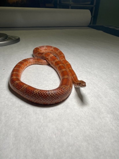 Diffused Corn Snake by Jurassic Elements