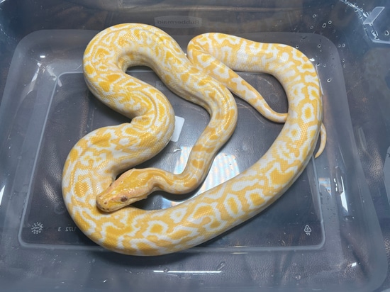 Albino Het Granite Burmese Python by Jurassic Elements