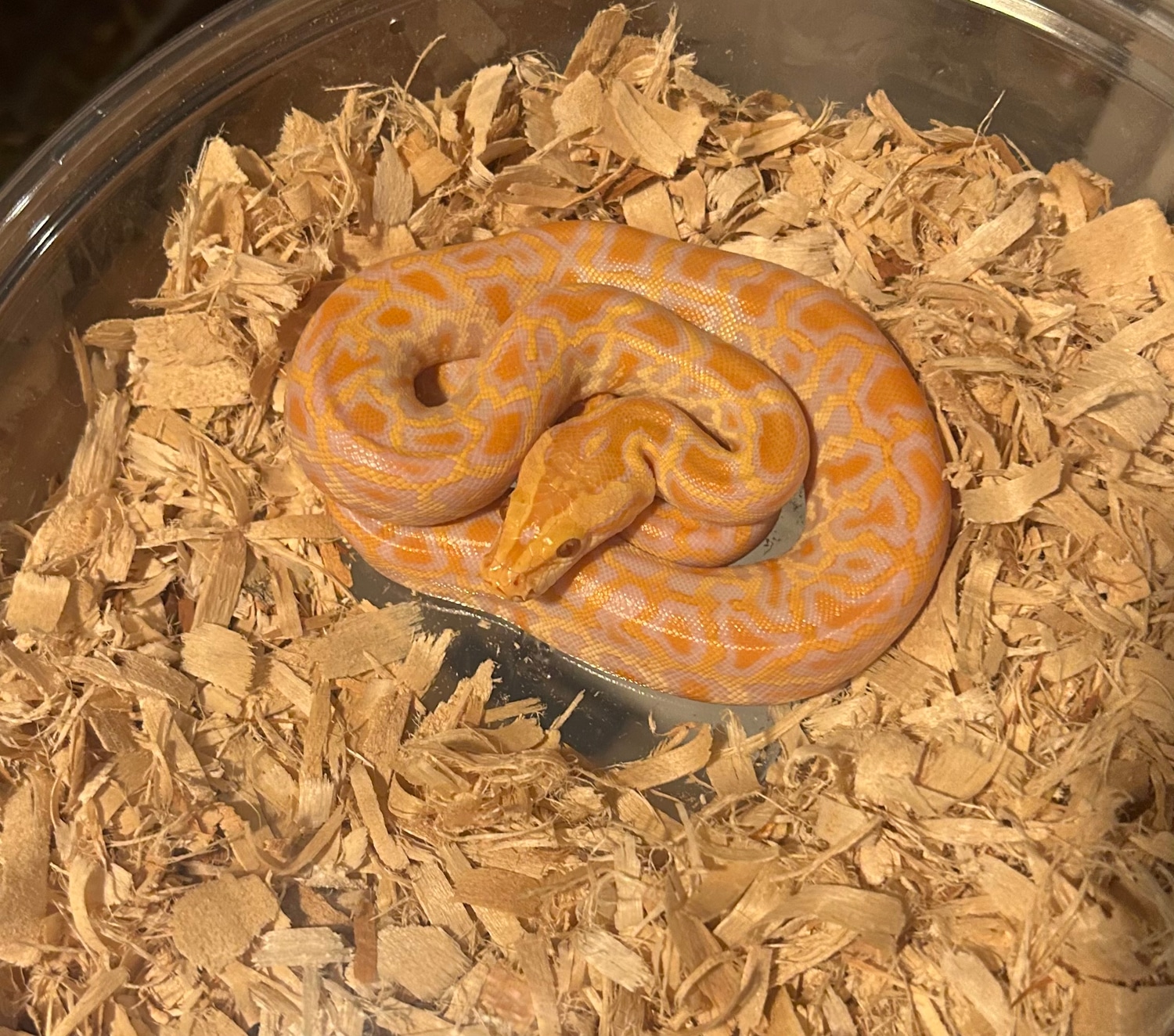 Albino 66% Het Granite Burmese Python by Jurassic Elements - MorphMarket