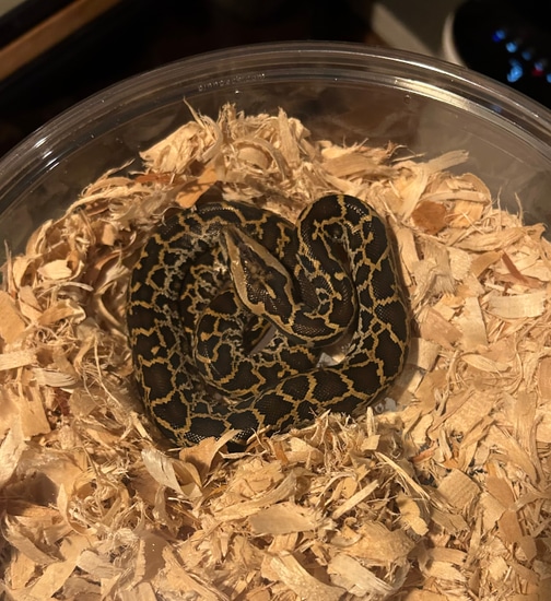 Normal DH 66% Albino/Granite Burmese Python by Jurassic Elements