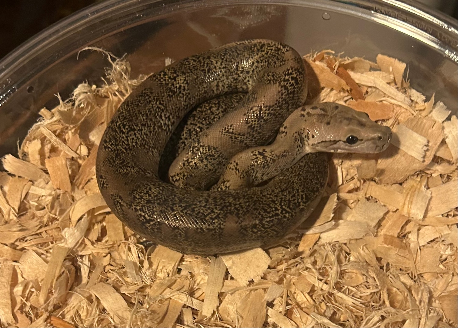 Granite 66% Het Albino Burmese Python by Jurassic Elements - MorphMarket