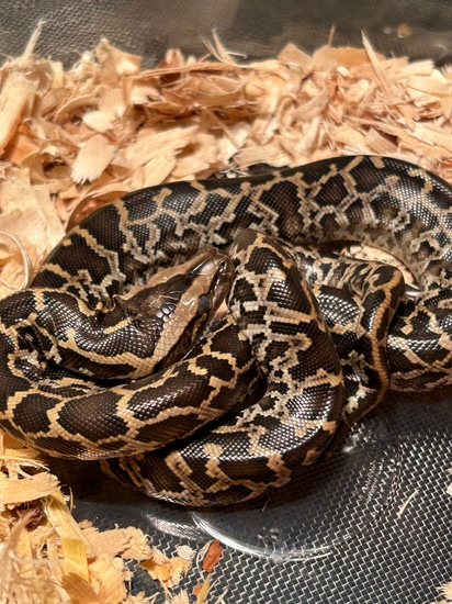 Normal Burmese Python 66% Het Albino/Granite by Jurassic Elements