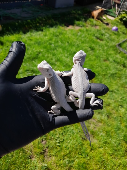 Gorgeous Hypo Zero Het Translucent Bearded Dragons For Sale Central ...