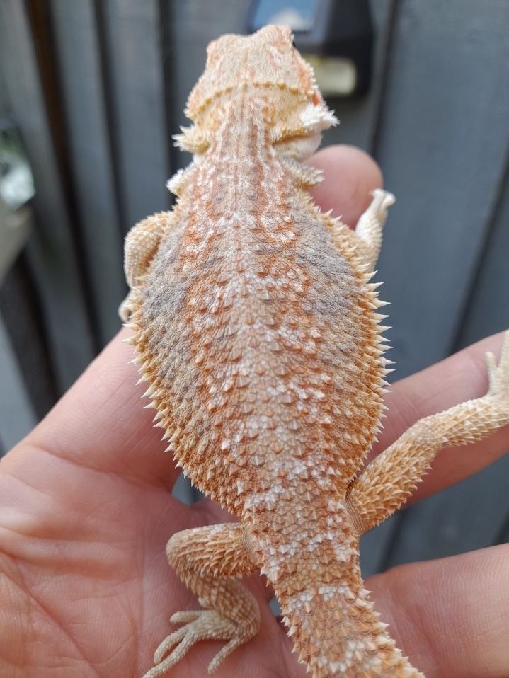 Hypo Orange Blue Bar 100% Het Zero 66% Het Translucent Central Bearded ...