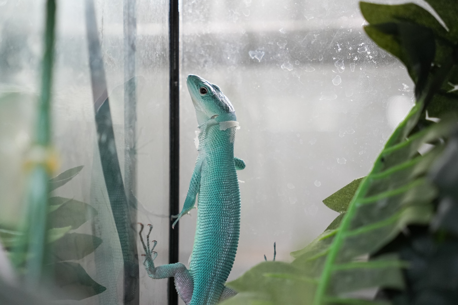 Green Keeled Lizard More Lizard by 3woks.Exotics - MorphMarket