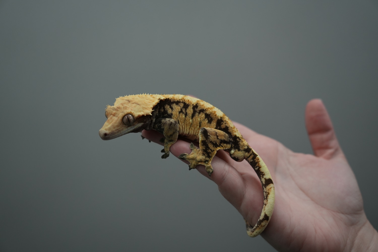 High Coverage Male Crested Gecko by 3woks.Exotics - MorphMarket