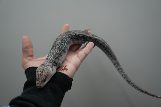 RTB Female Pink-Tongued Skink by 3woks.Exotics