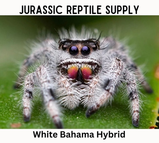 White Bahama Hybrid Jumping Spider Slings (Regal/otiosus) by Jurassic ...