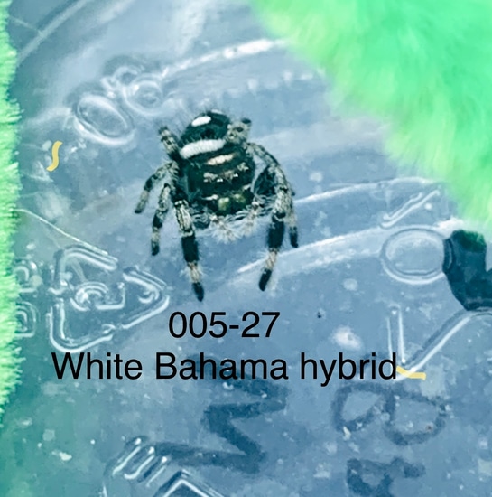 White Bahamas Hybrid Jumping Spider - CB True Spider by Jurassic ...
