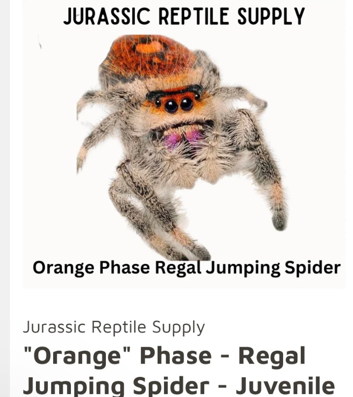 Orange Phase Regal Jumping Spiders True Spider by Jurassic Reptile ...
