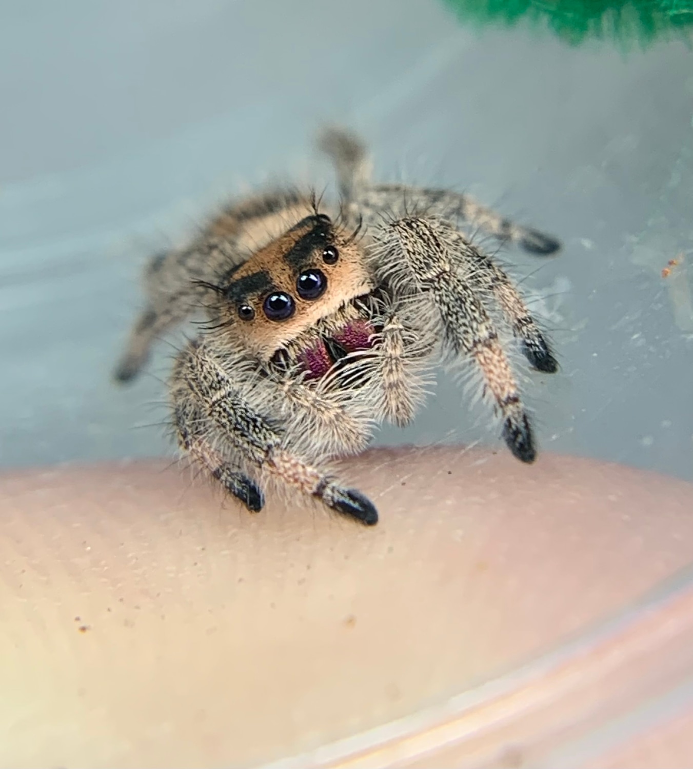 Dark Phase Regal Jumping Spiders True Spider by Jurassic Reptile Supply ...