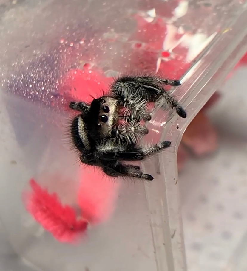 Female Regal Jumping Spider - Breeder True Spider by Jurassic Reptile ...