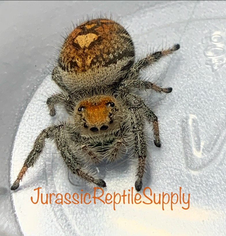 “Lillith” - Female Regal Jumping Spider by Jurassic Reptile Supply ...