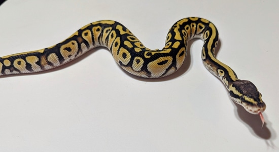 Pastel Cinder Ball Python by Scaled Paranoia