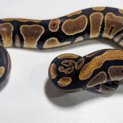 Scaled Paranoia - MorphMarket