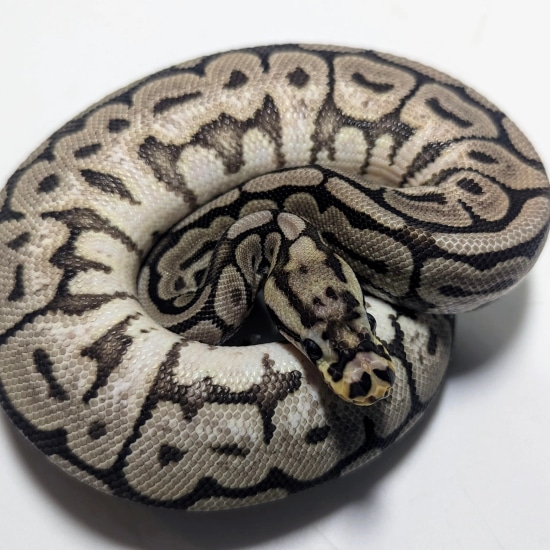 HRA Lori Spider Ball Python by Scaled Paranoia