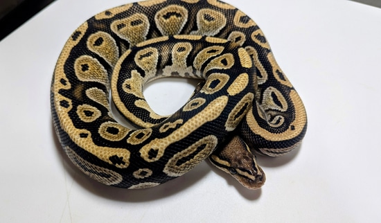 Cinder Ball Python by Scaled Paranoia