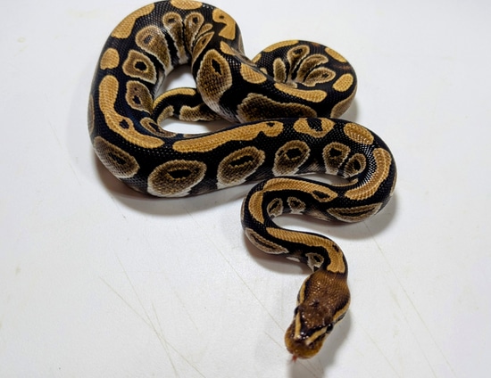 Cypress 100% Het Hypo Ball Python by Scaled Paranoia