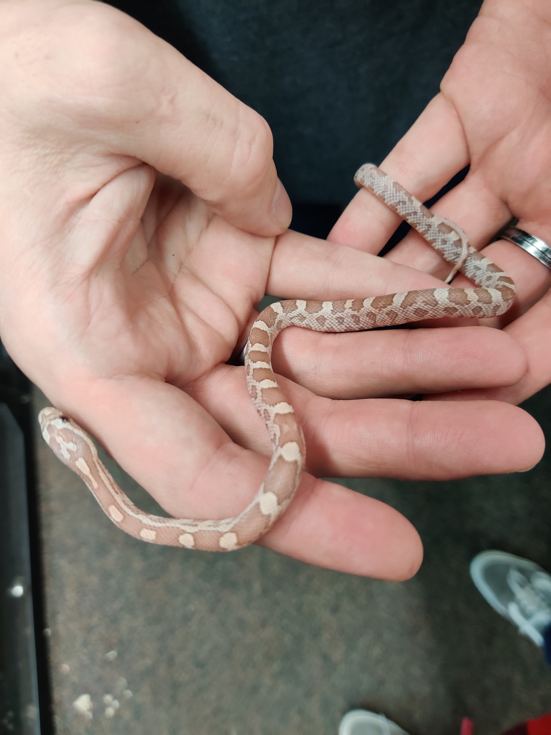 Lavender Corn Snake by Paradox Reptiles and Exotics - MorphMarket