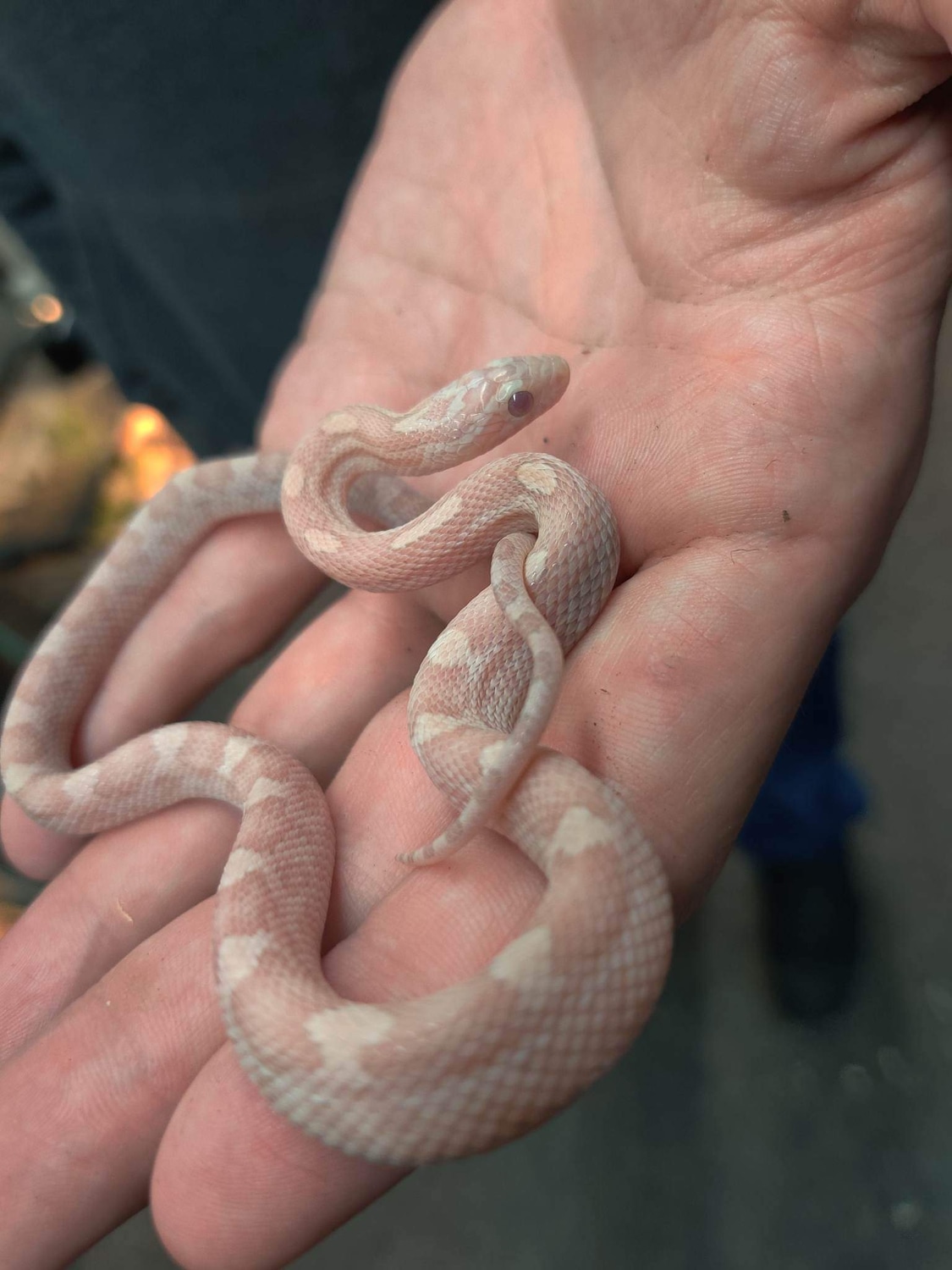 Hypo Lavender Corn Snake by Paradox Reptiles and Exotics - MorphMarket