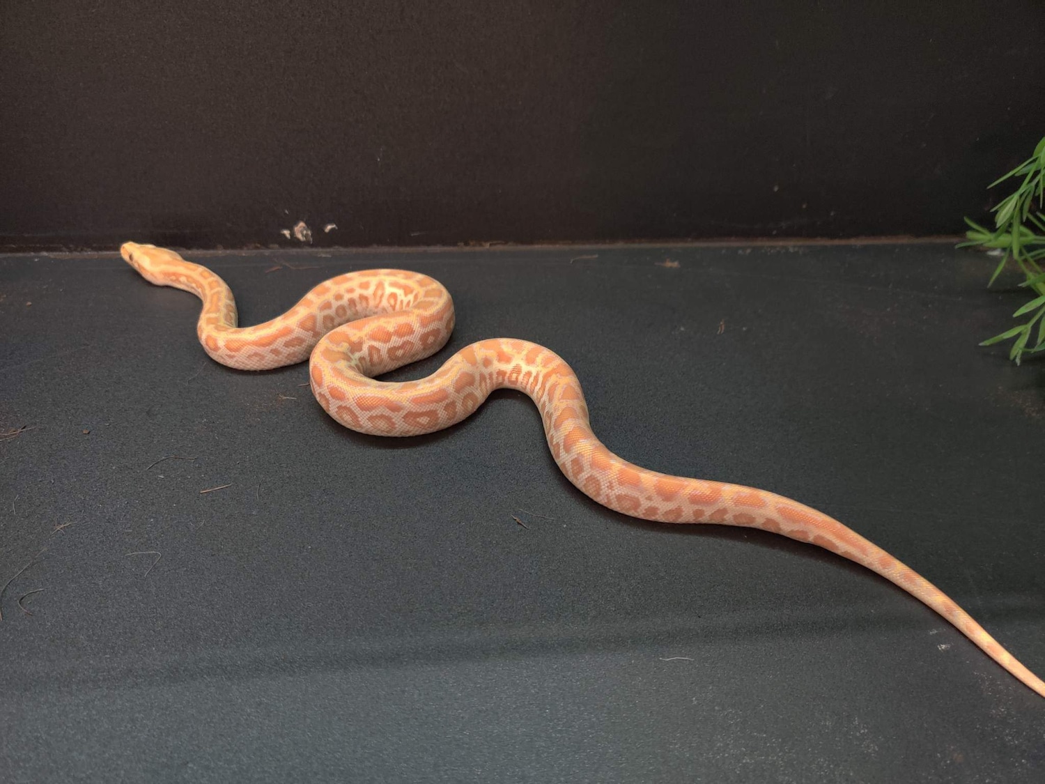 Pearl Burmese Burmese Python by Paradox Reptiles and Exotics - MorphMarket