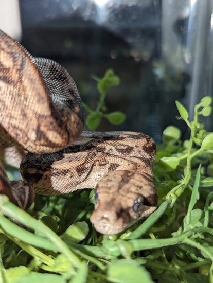1.0 Nicaraguan Dwarf Boa Constrictor by Paradox Reptiles and Exotics