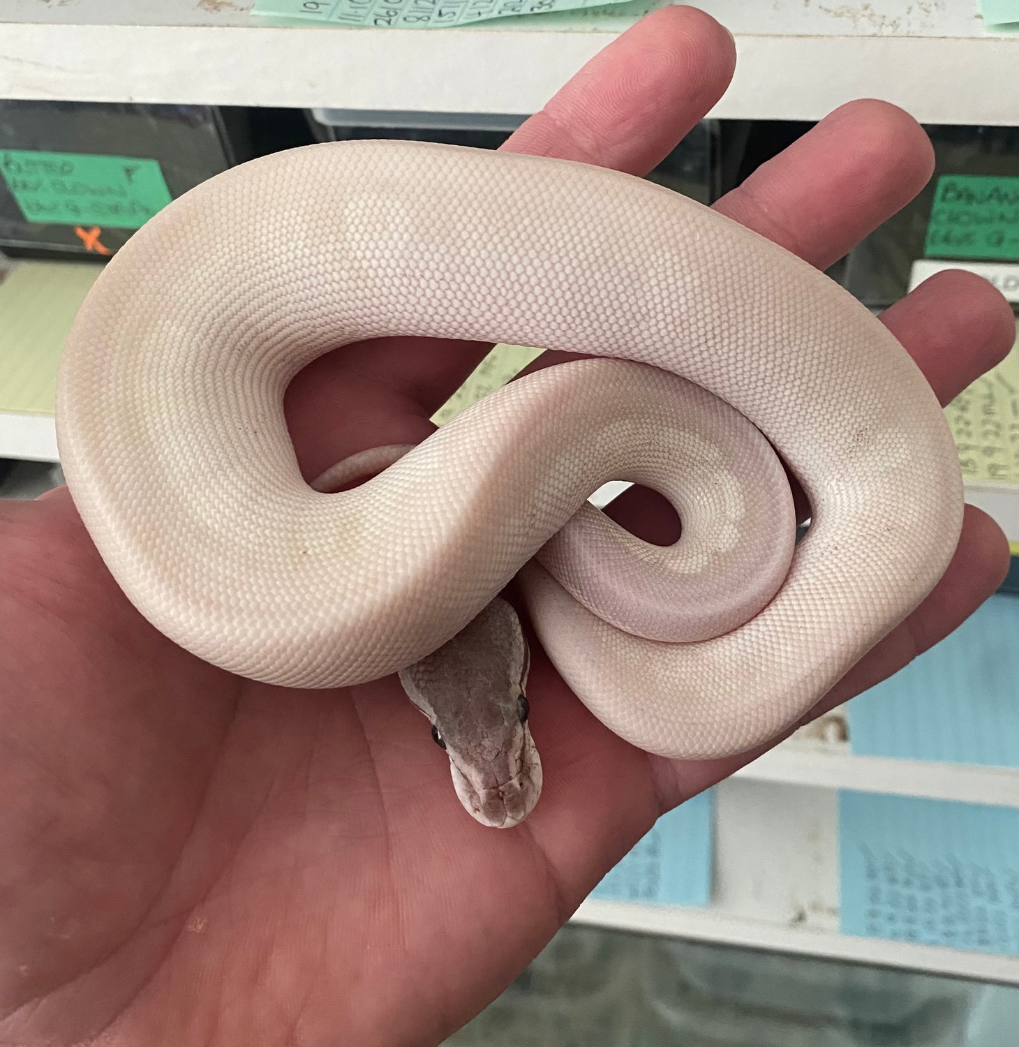 Purple Passion Het Clown Ball Python by JustBallz - MorphMarket