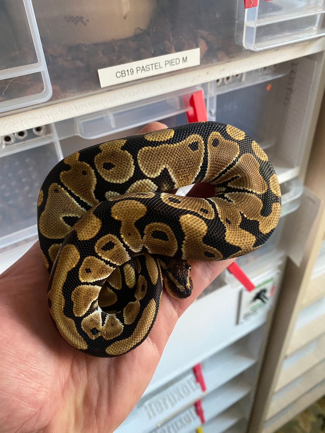 Normal Het Clown Ball Python by JustBallz - MorphMarket