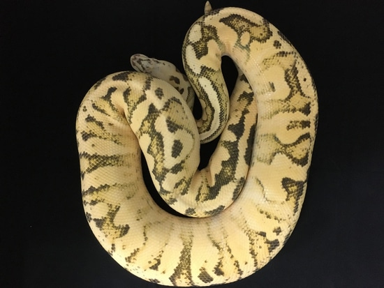 Ultrafly Ball Python by Just Snakes