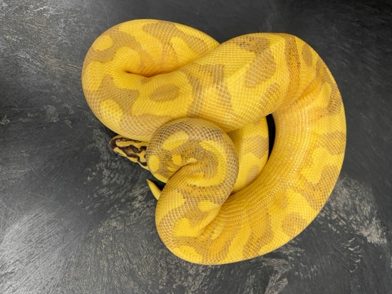 Super Enchi, Super Gravel Pastel Ball Python by Just Snakes
