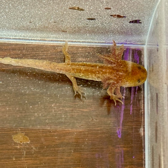 Copper Axolotl by Just Axolotls