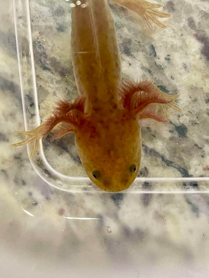 Copper Axolotl by Just Axolotls