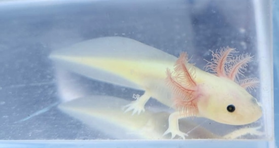 Glow Stick Axolotl by Just Axolotls