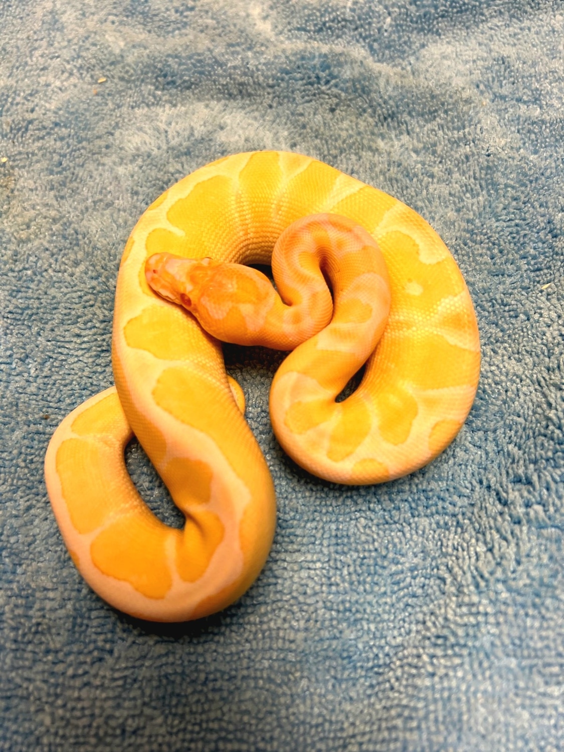 Albino Clown Ball Python by Just Clowning Around - MorphMarket