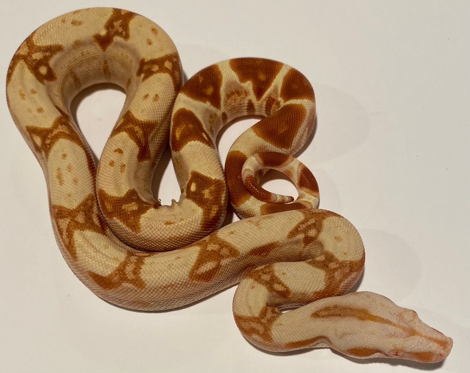 Sharp Sunglow Boa Constrictor by Just Cos Reptiles - MorphMarket