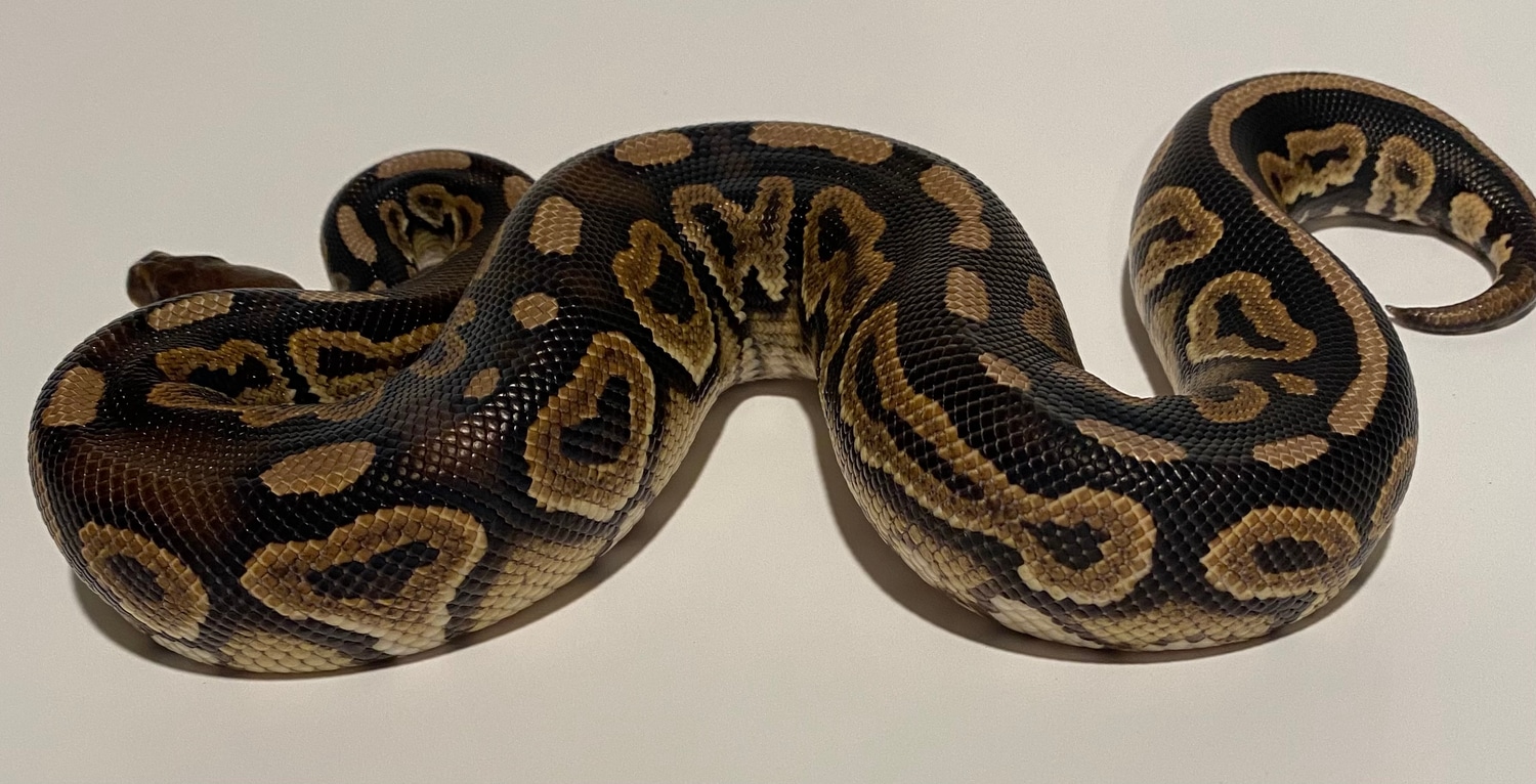 2021 Cinnamon DH Ultramel Clown Ball Python by Just Cos Reptiles ...