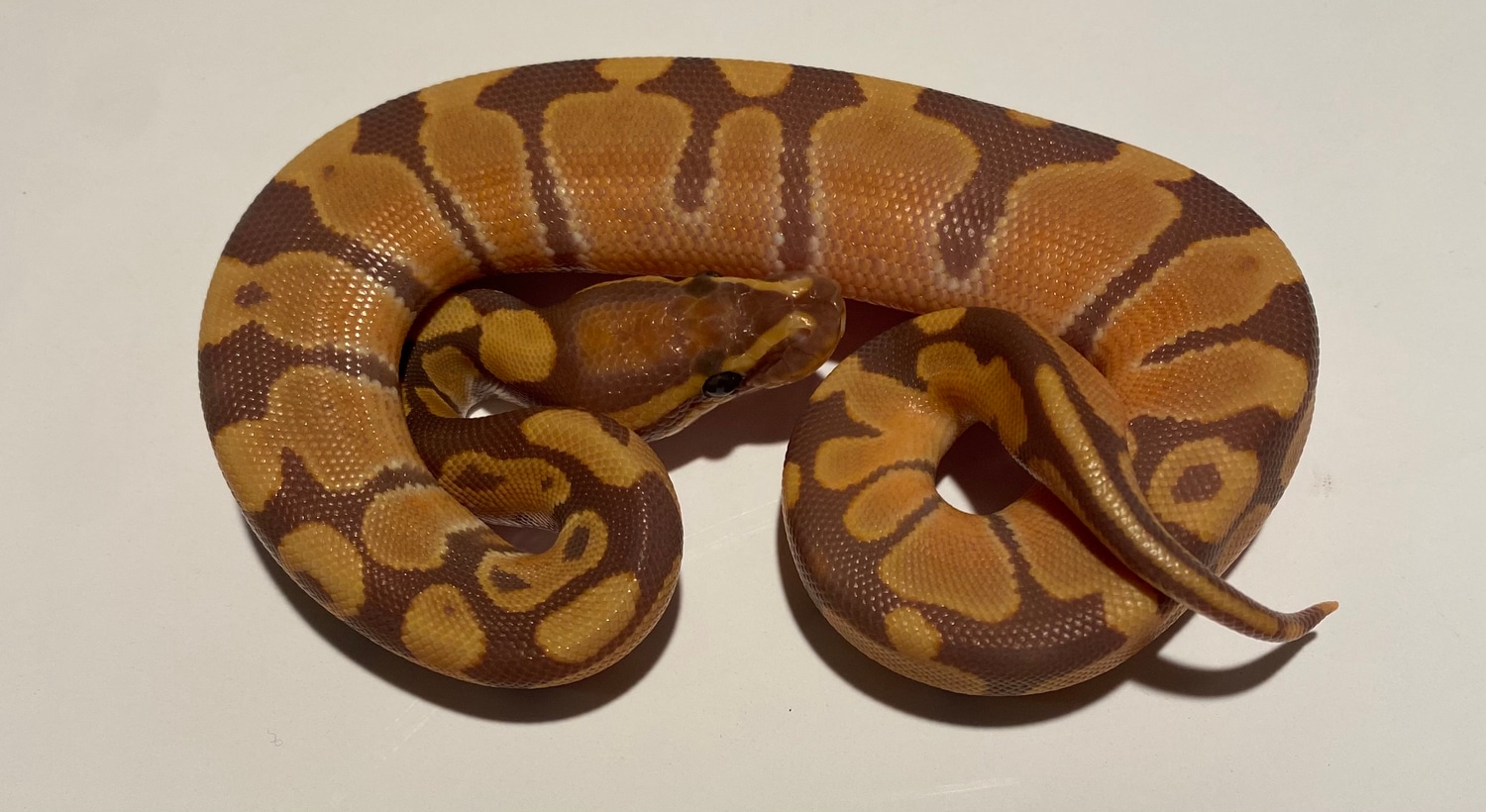 Ultramel PH Clown Ball Python by Just Cos Reptiles - MorphMarket